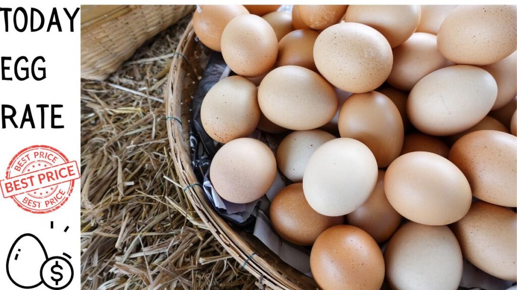 Today Egg Rate July 2025 - KhetiKisaan